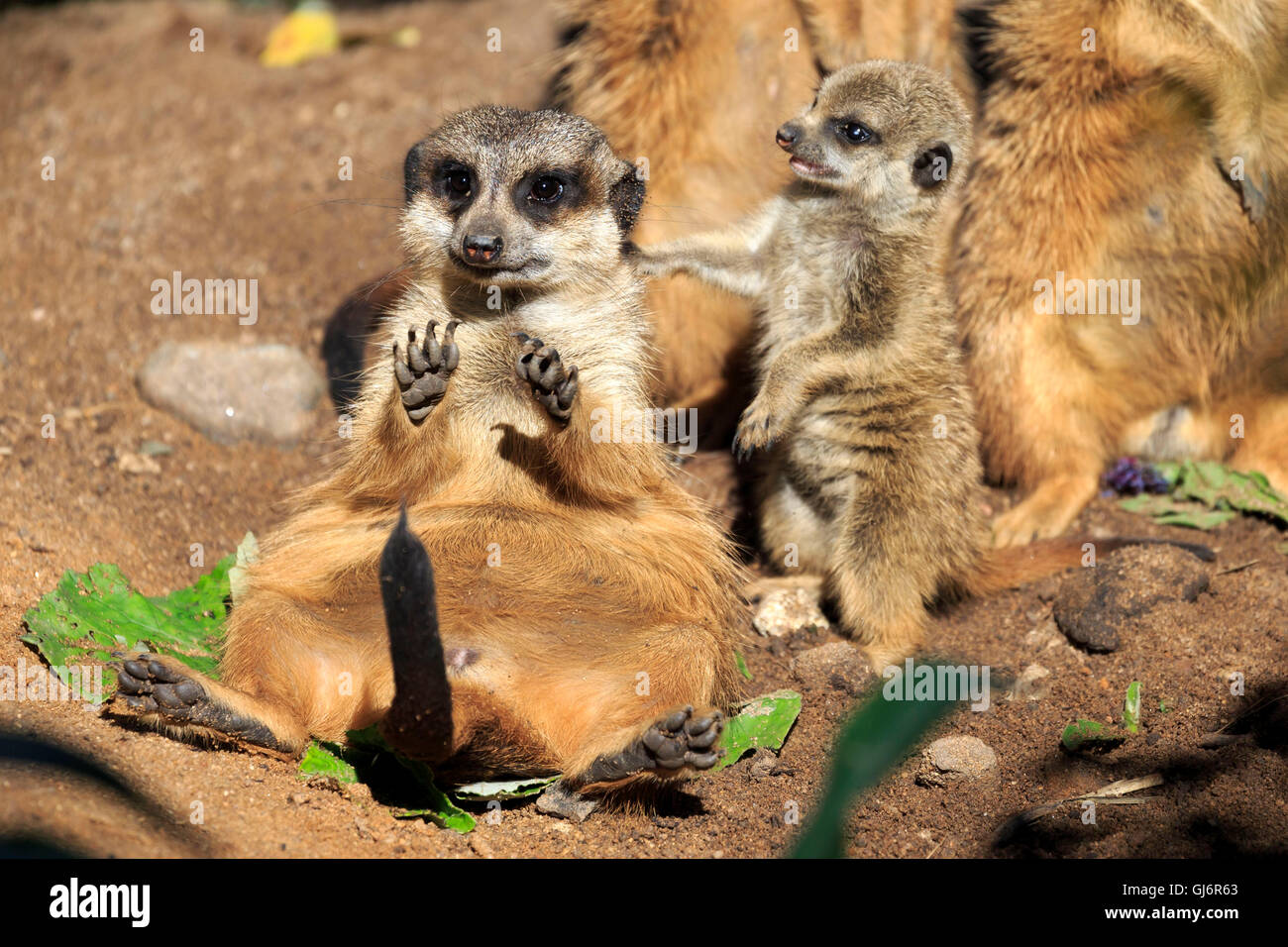 Meerkat young suricata suricatta hi-res stock photography and images ...