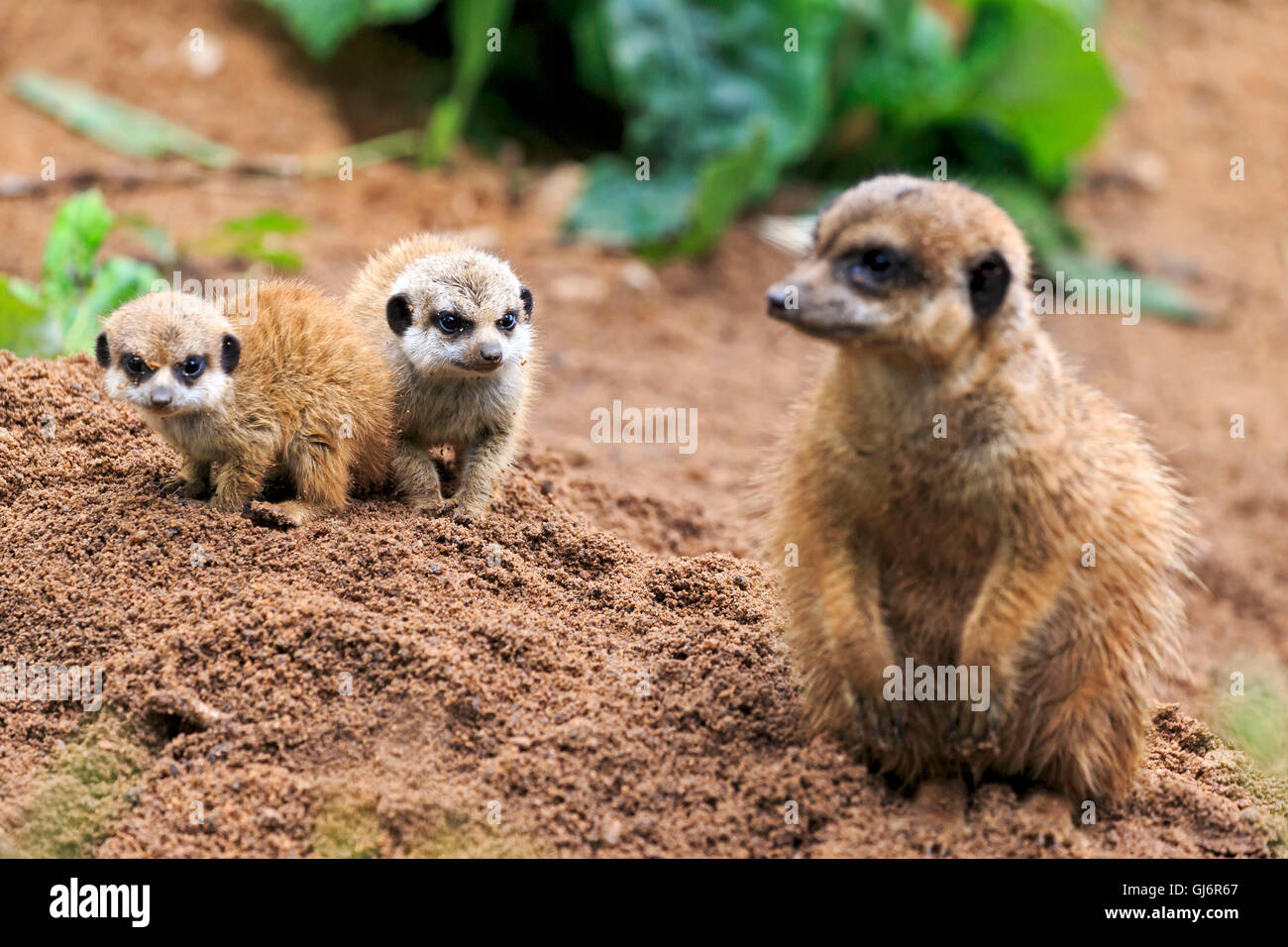 Meerkat young suricata suricatta hi-res stock photography and images ...