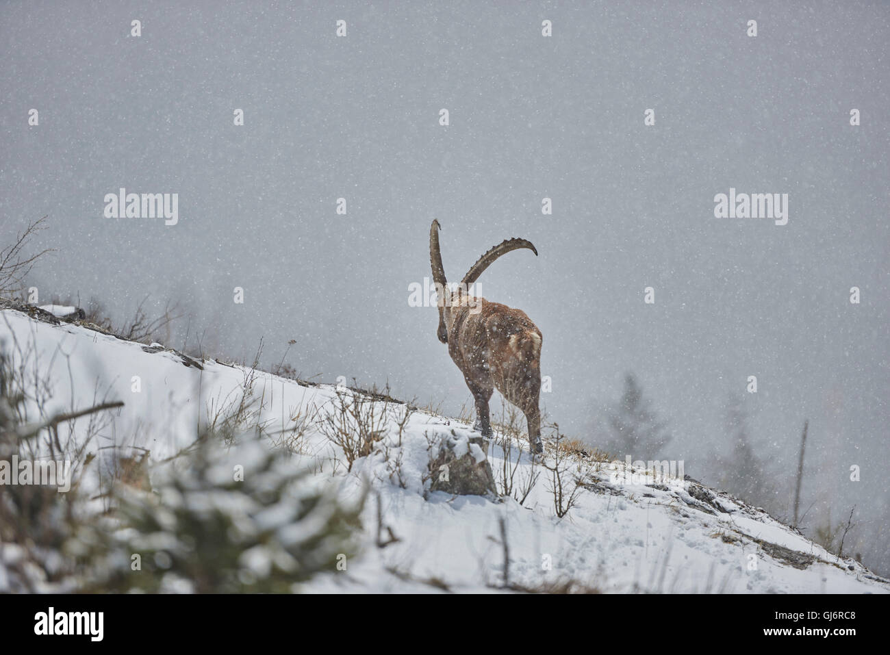 Alpine ibex, Capra ibex, mountains, back view Stock Photo - Alamy
