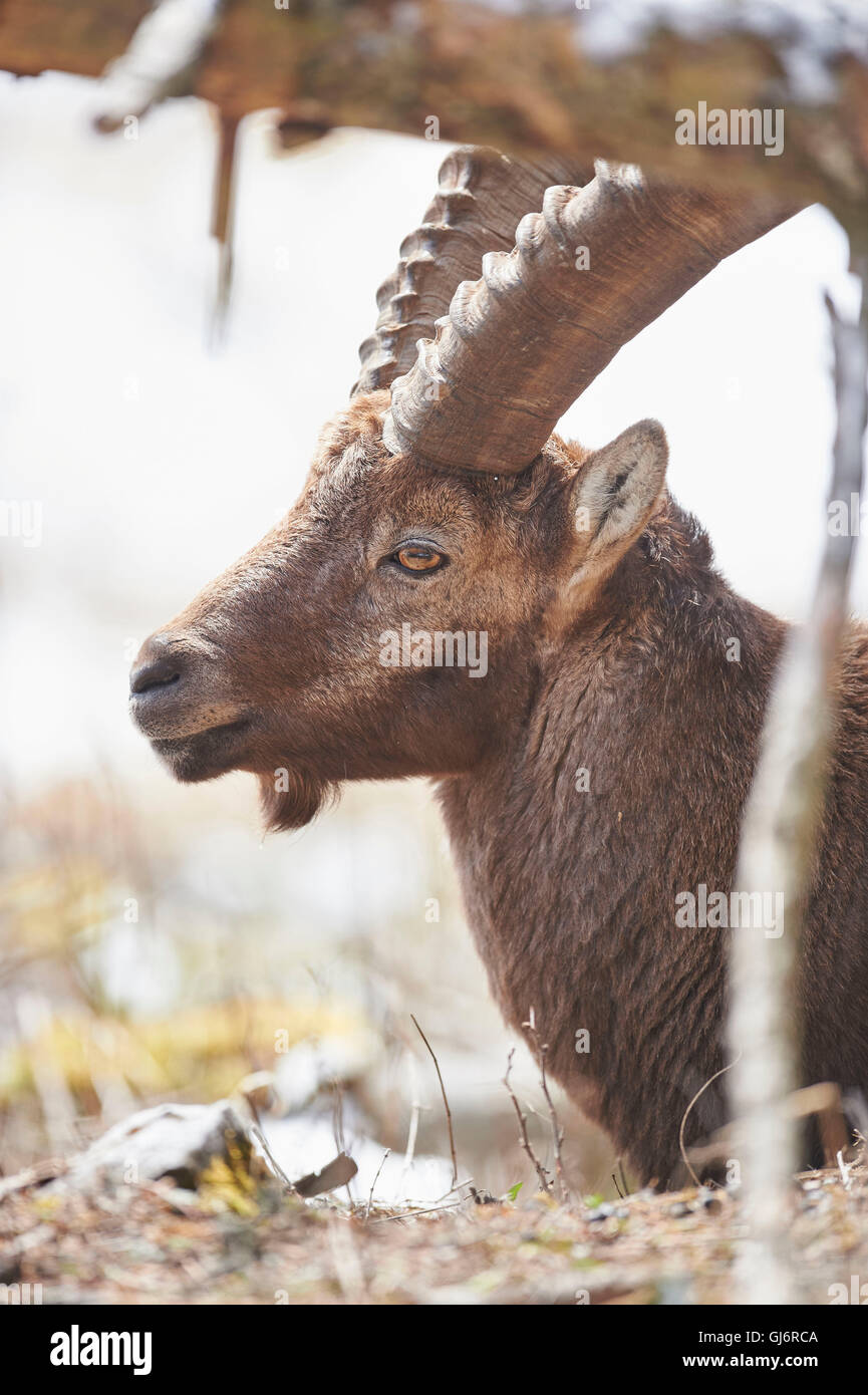 Alpine ibex, Capra ibex, half portrait, at the side, is lying Stock ...