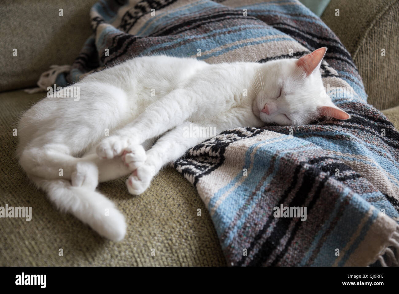White cat stretching on a couch Stock Photo - Alamy