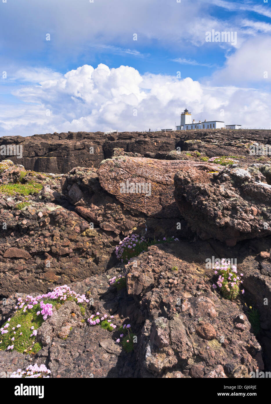 dh Eshaness Lighthouse ESHANESS SHETLAND Wildflowers thrift on rocky ...