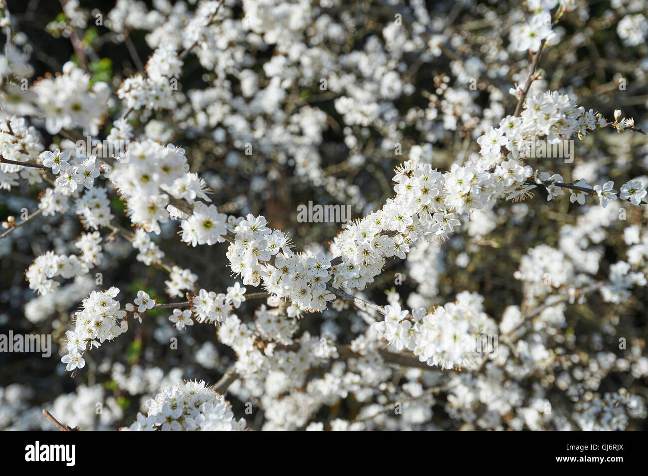 Blackthorn, Prunus spinosa, blossoms, Close up Stock Photo - Alamy