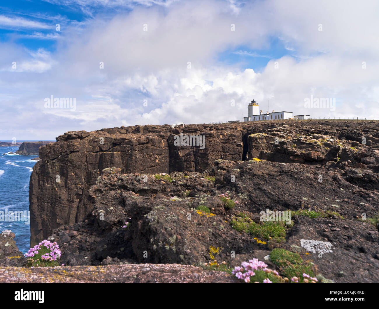 dh eshaness lighthouse ESHANESS SHETLAND Wildflowers thrift on rocky ...