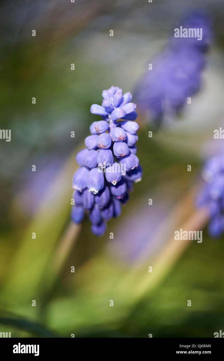 Starch plants hi-res stock photography and images - Alamy
