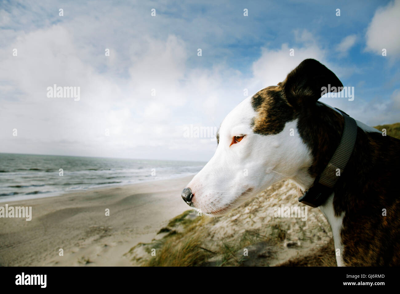 Dog is looking at the sea Stock Photo - Alamy