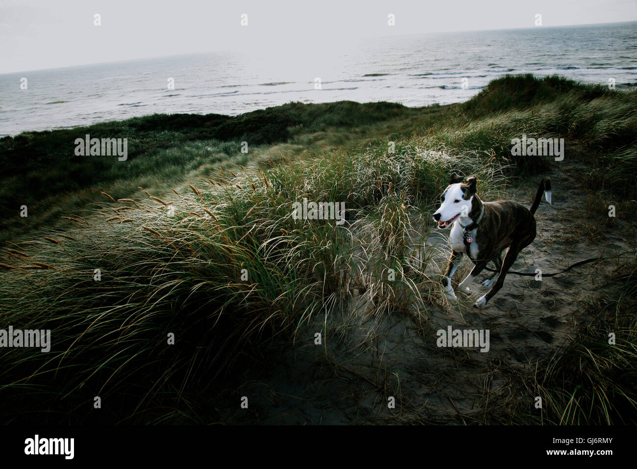 Dog is running in the dunes Stock Photo - Alamy