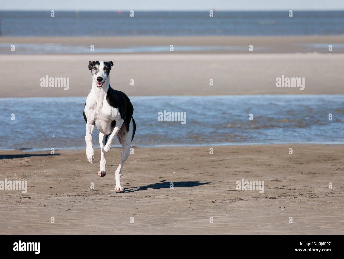 Greyhound while running on the beach Stock Photo - Alamy