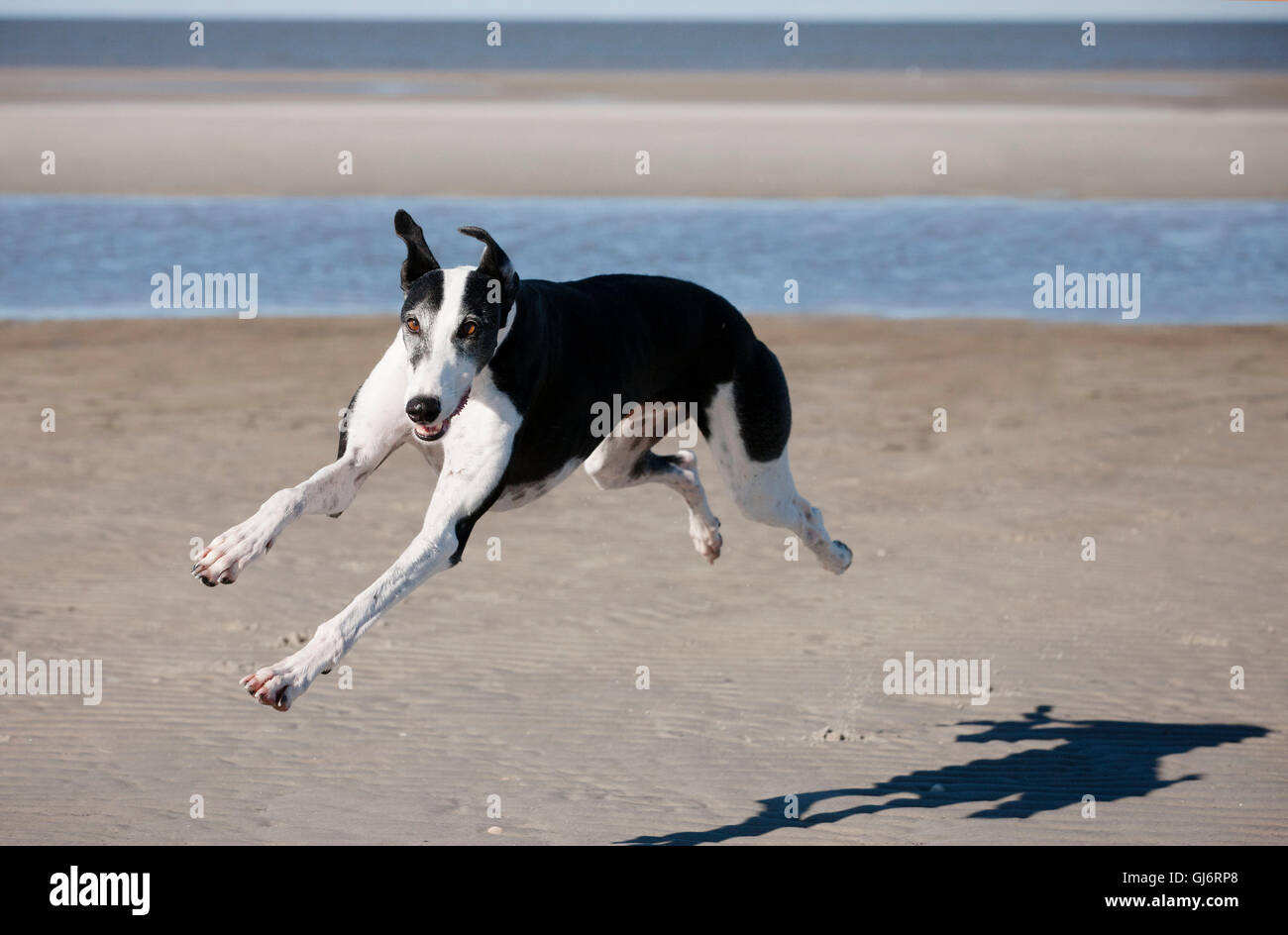Greyhound while running on the beach Stock Photo - Alamy