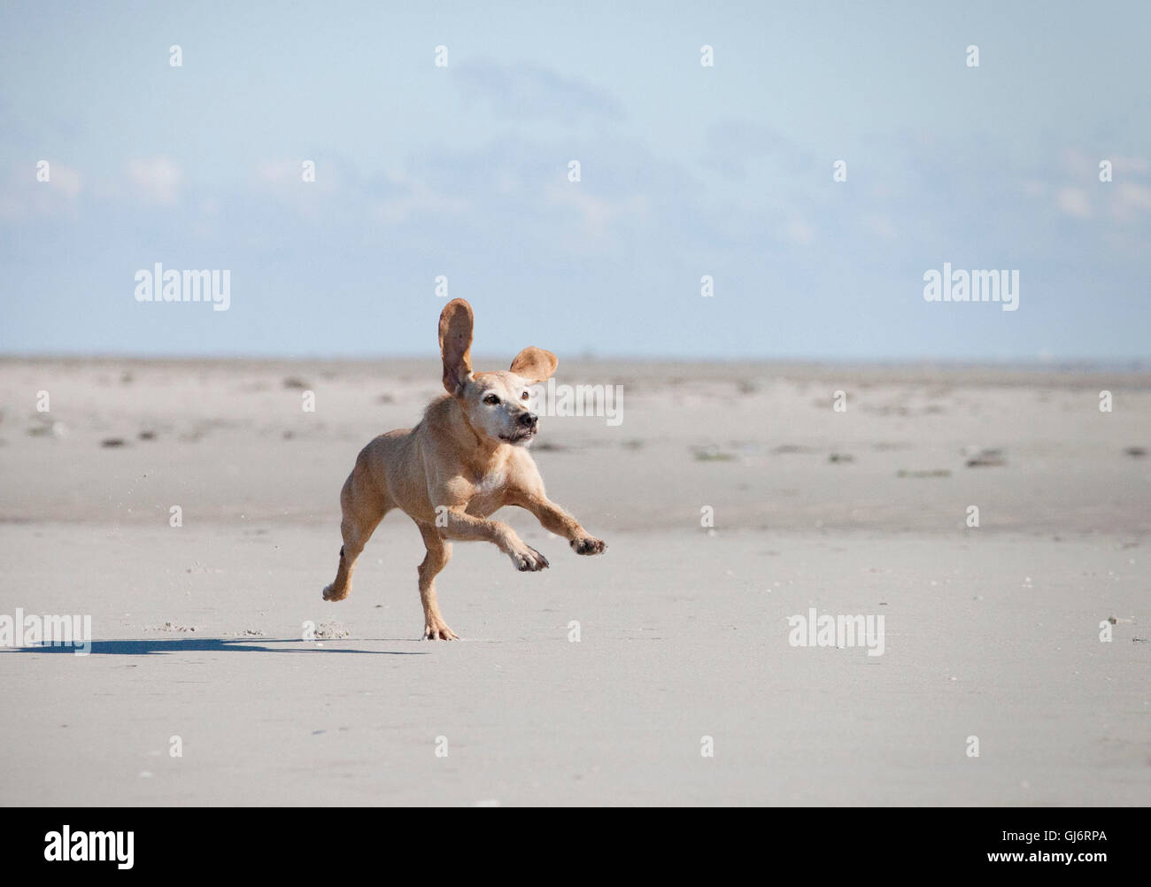 Dog is running with flying ears on the beach Stock Photo - Alamy