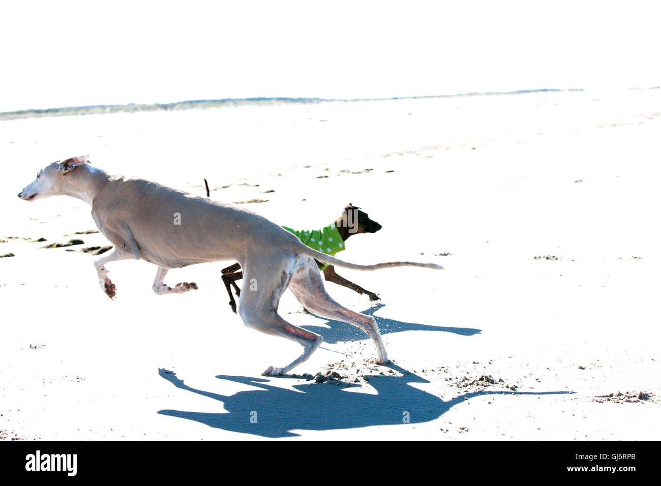 Two Red Greyhound Wallpapers