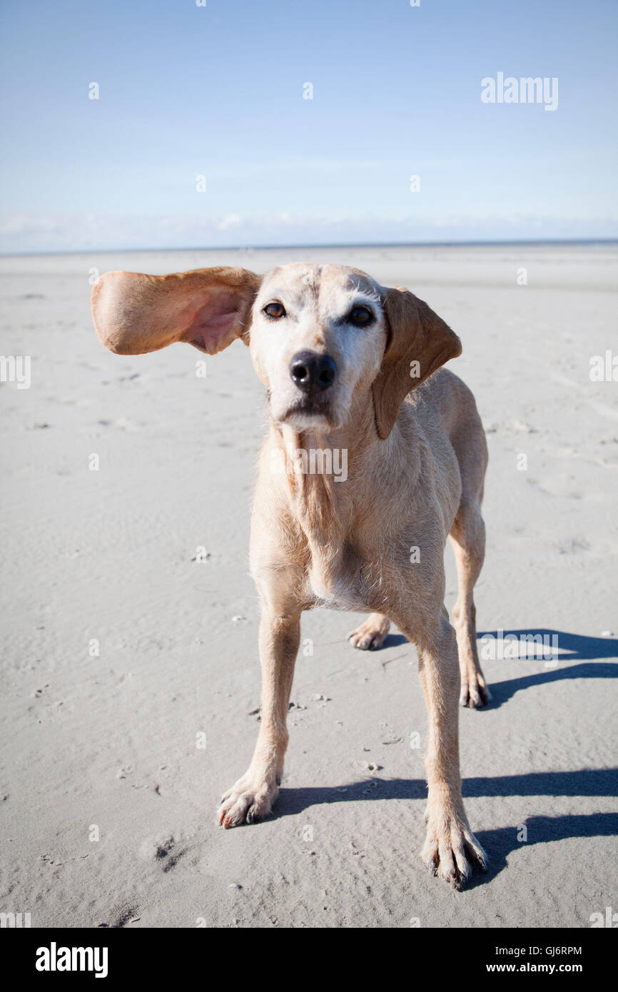 Dog with a flying ear on the beach Stock Photo - Alamy