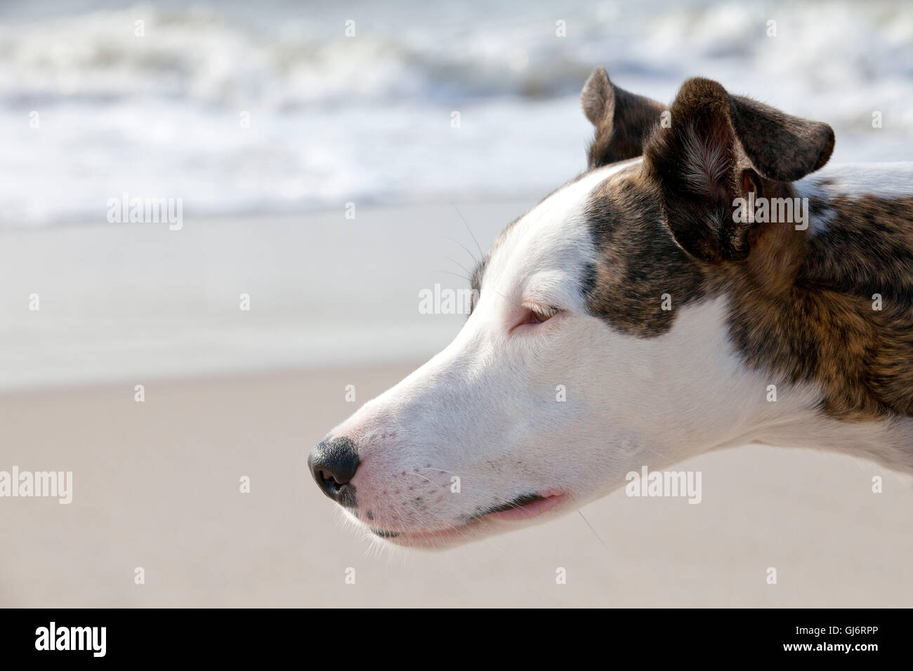 Head with collar hi-res stock photography and images - Alamy