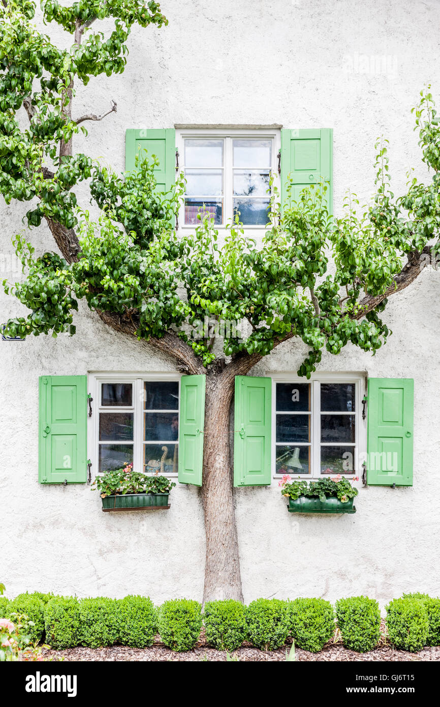fruit tree at the house Stock Photo - Alamy