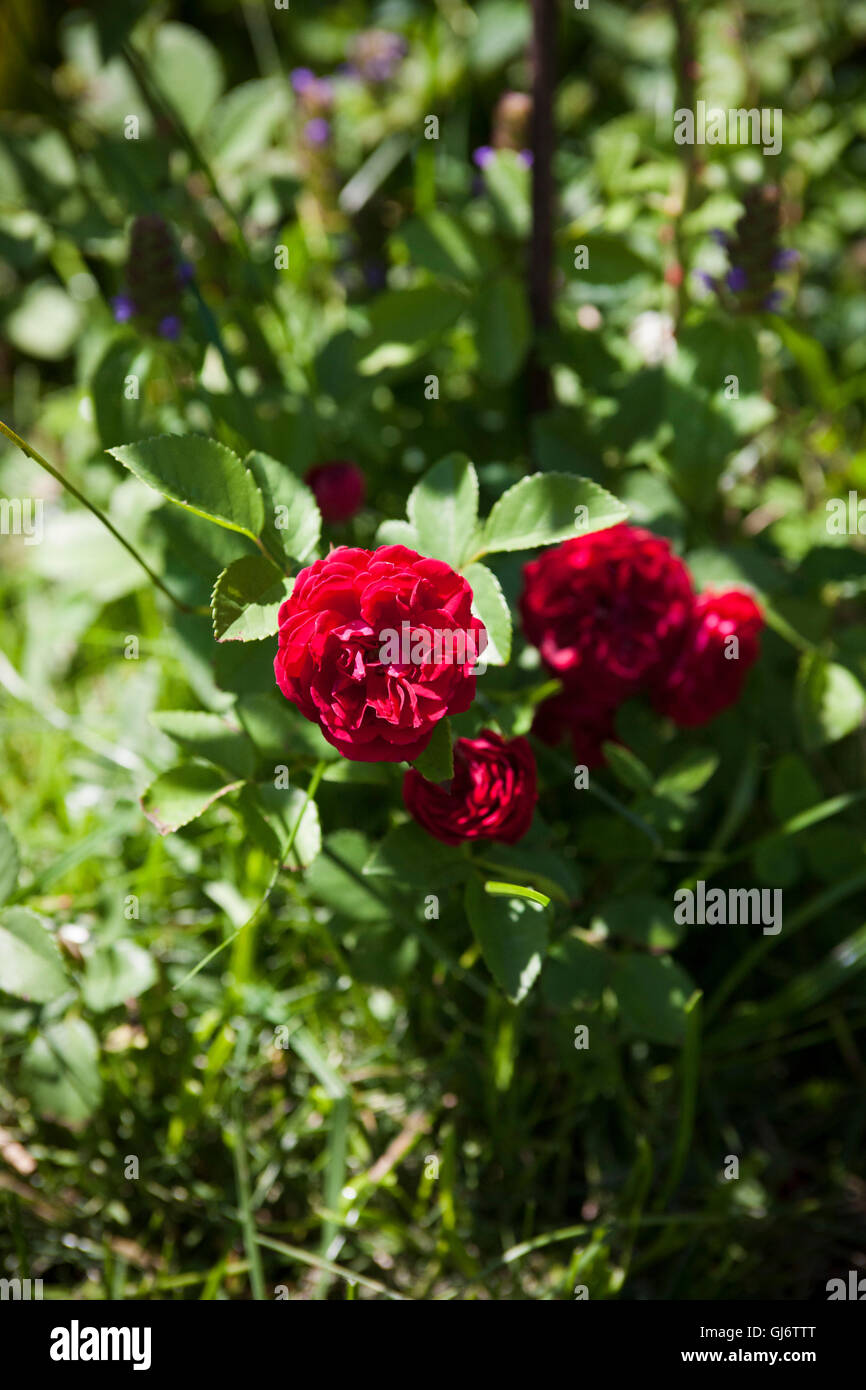 Red 'rambler rose' with blossoms Stock Photo - Alamy