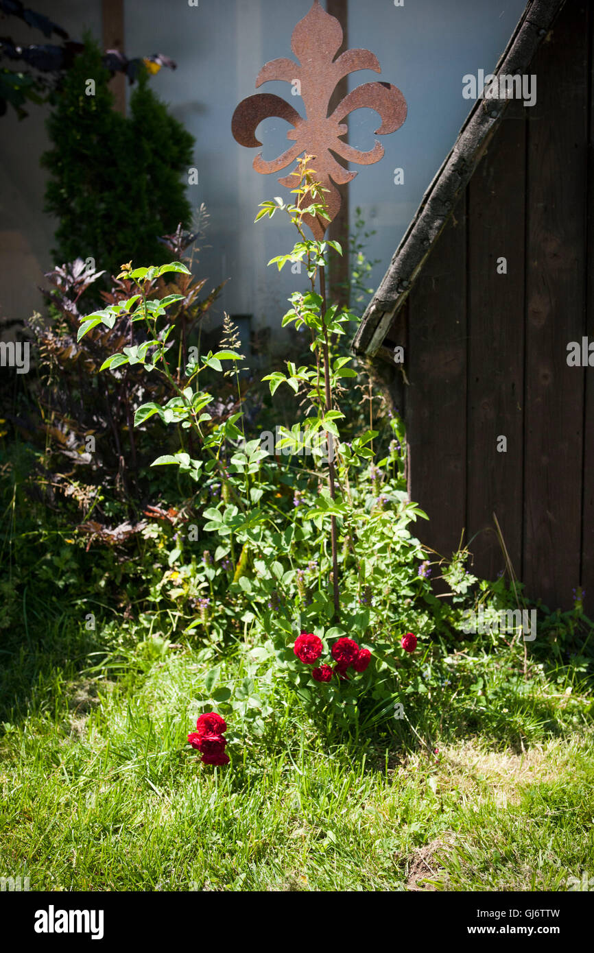 Red 'rambler rose' with blossoms Stock Photo - Alamy