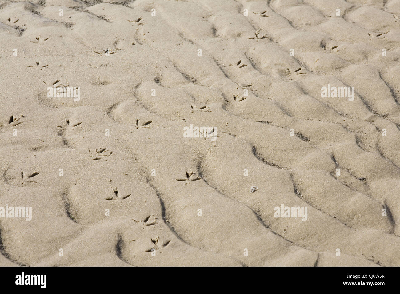 Bird tracks footprints animal hi-res stock photography and images - Alamy