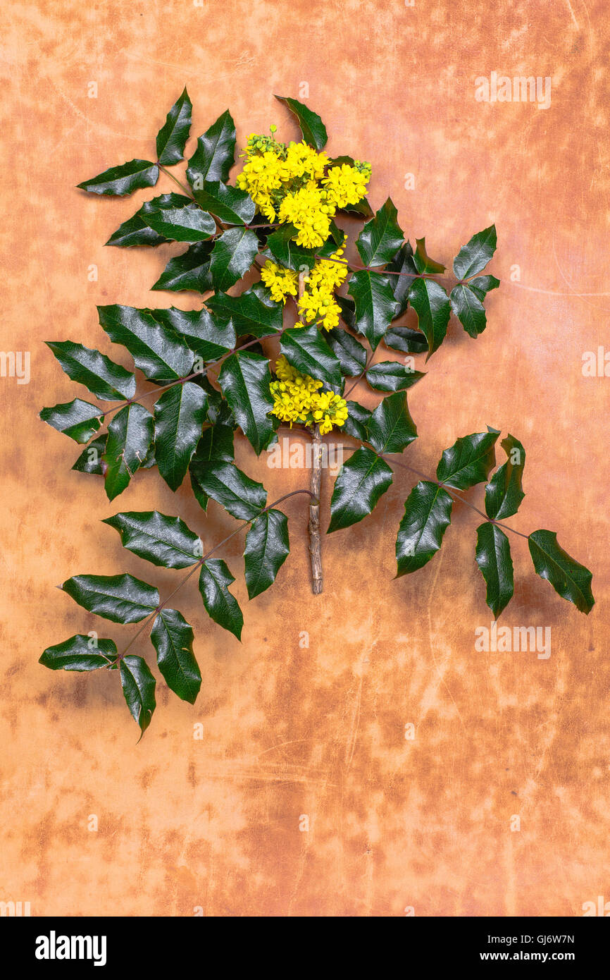 branche of holly, blossoming, buds Stock Photo - Alamy