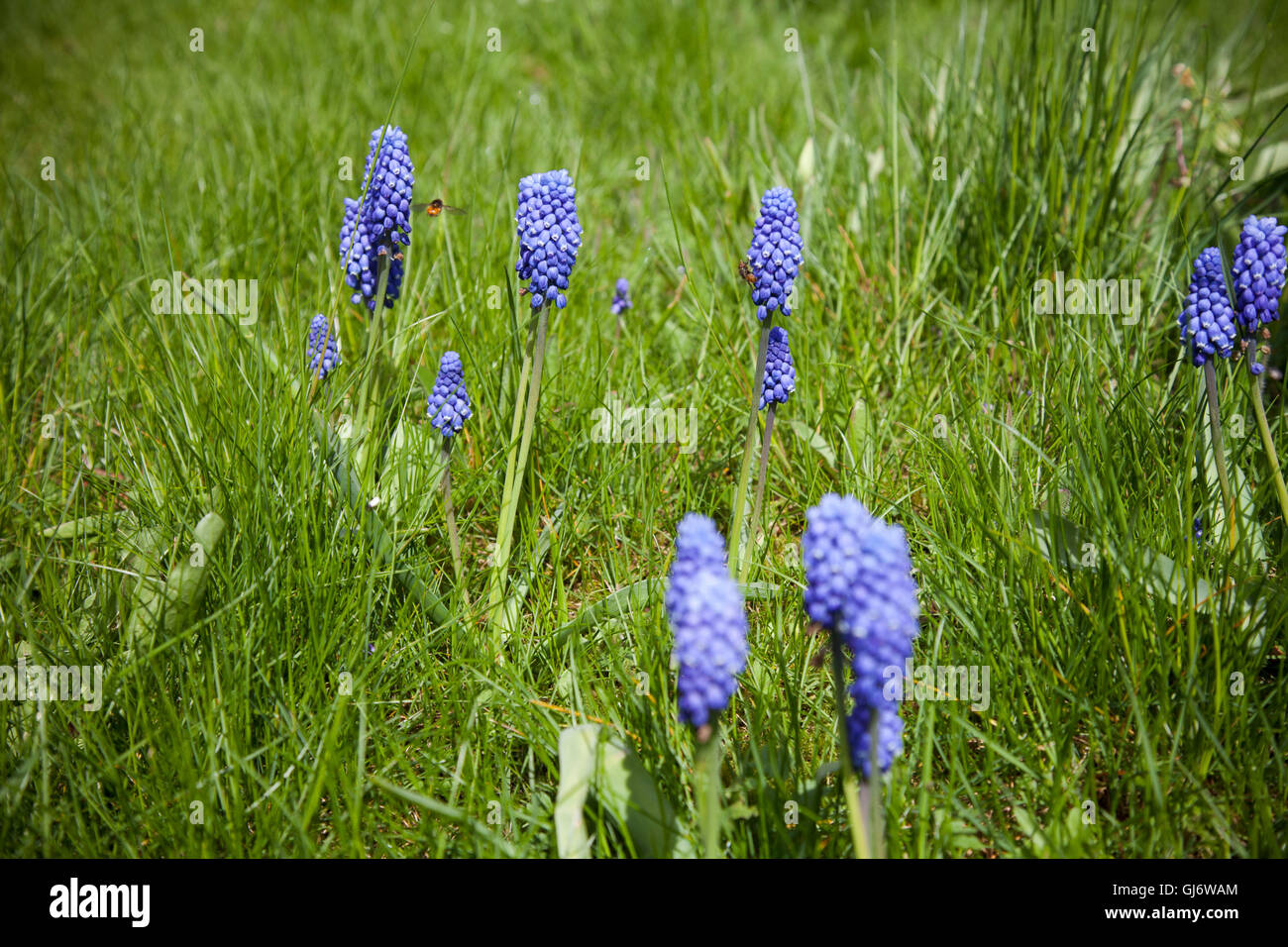 blue muscaris on the meadow Stock Photo - Alamy