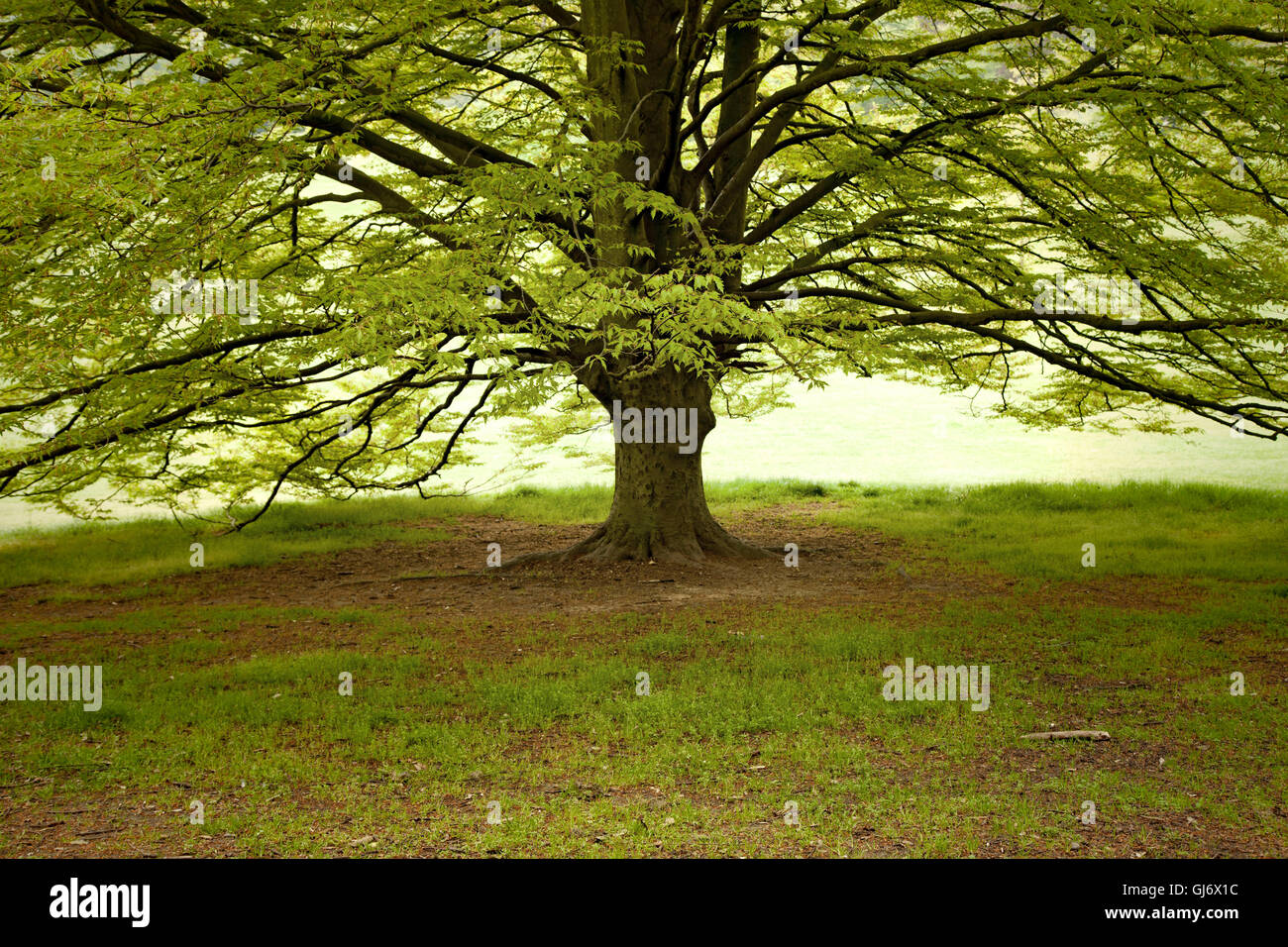 Great Britain, London, tree, park, garden, spring Stock Photo - Alamy