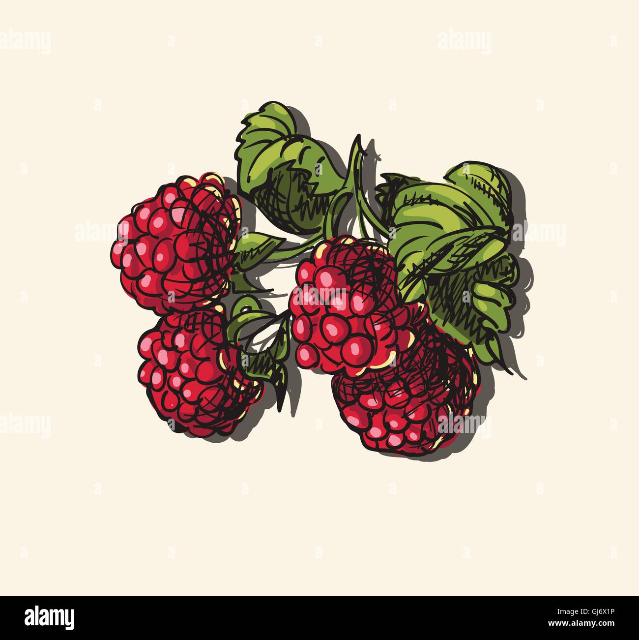 Vector illustration of raspberries Stock Vector Image & Art - Alamy