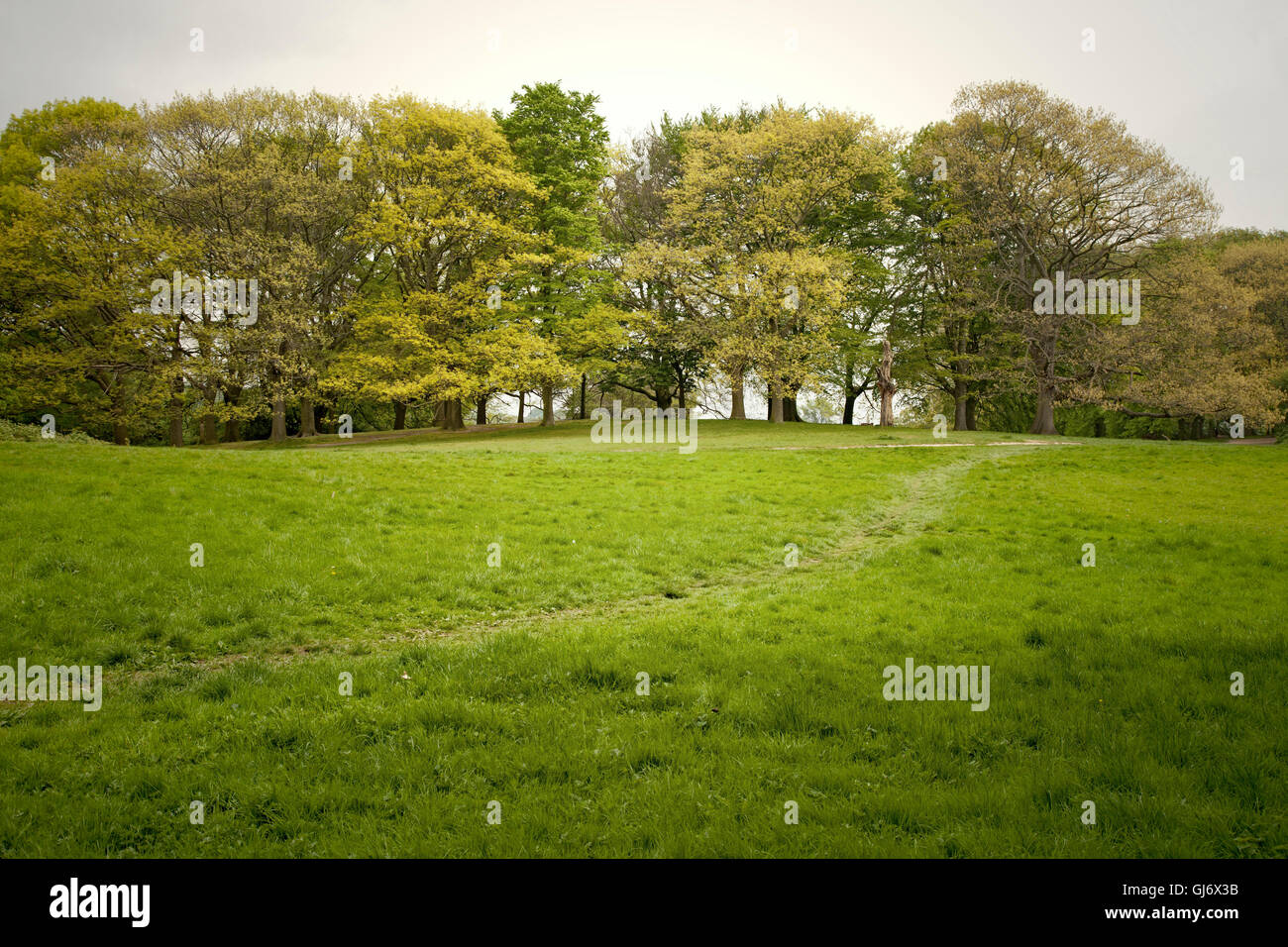 Great Britain, London, tree, park, garden, spring Stock Photo - Alamy