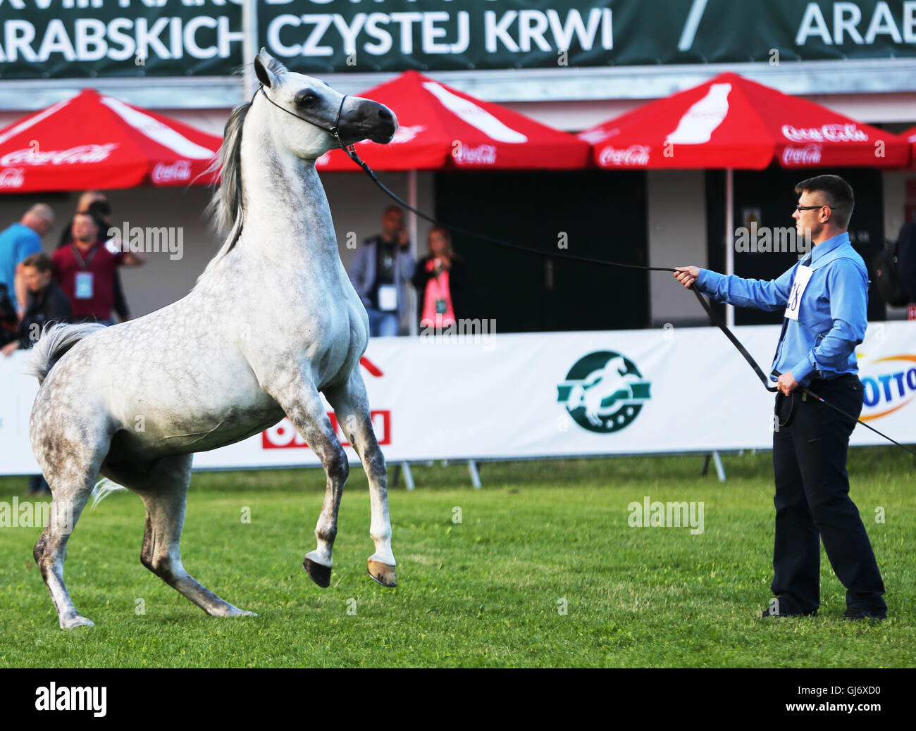 Janów Podlaski, Poland. 12th Aug, 2016. The 2016 "Pride of Poland ...