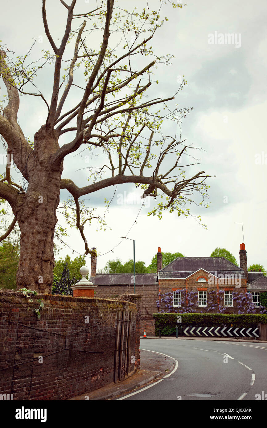 Great Britain, London, tree, house, spring, architecture Stock Photo ...