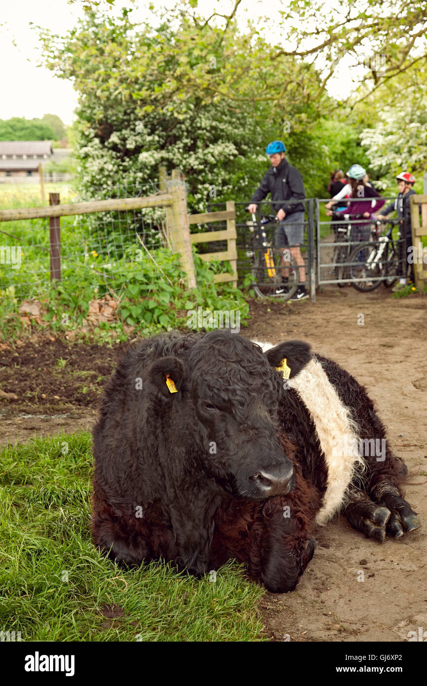 Great Britain, London, animal, cattle, Galloway, cow, agriculture Stock ...