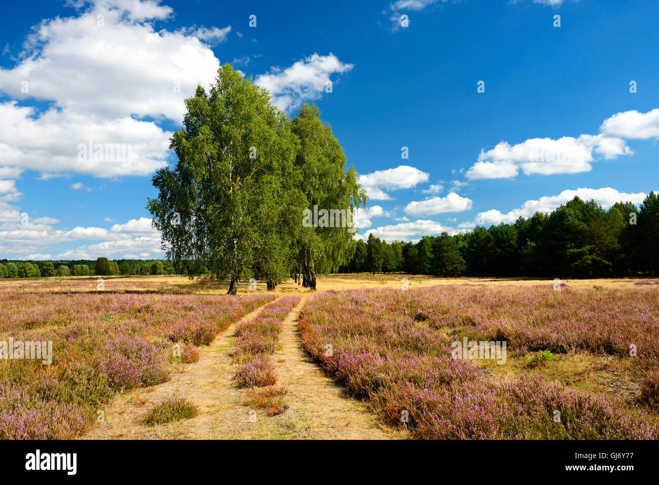 Heath landscape, blossoming heather, birches, near Lychen, Brandenburg ...