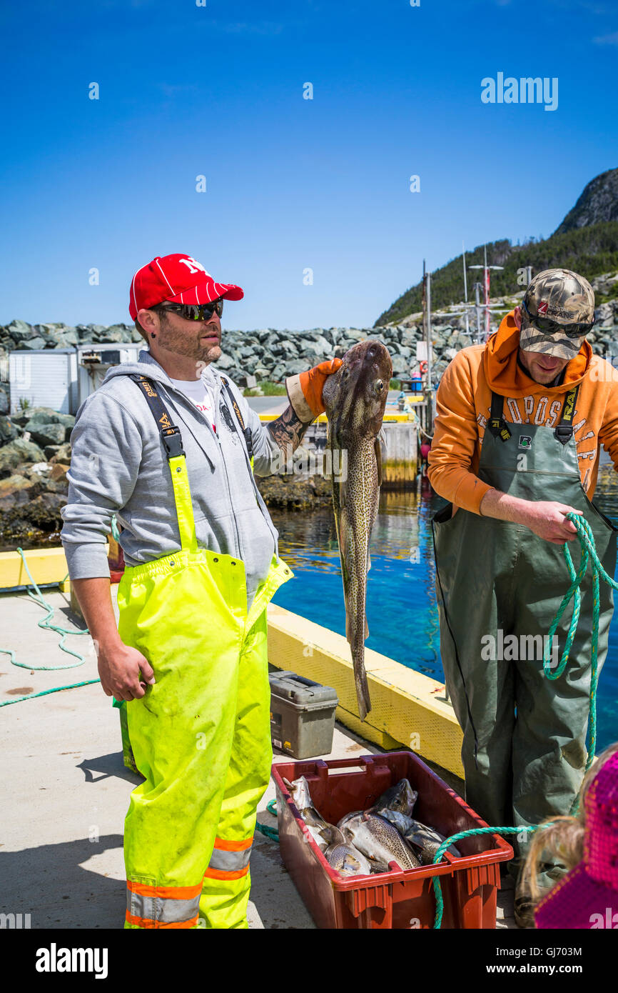 Newfoundland cod fish hi-res stock photography and images - Alamy