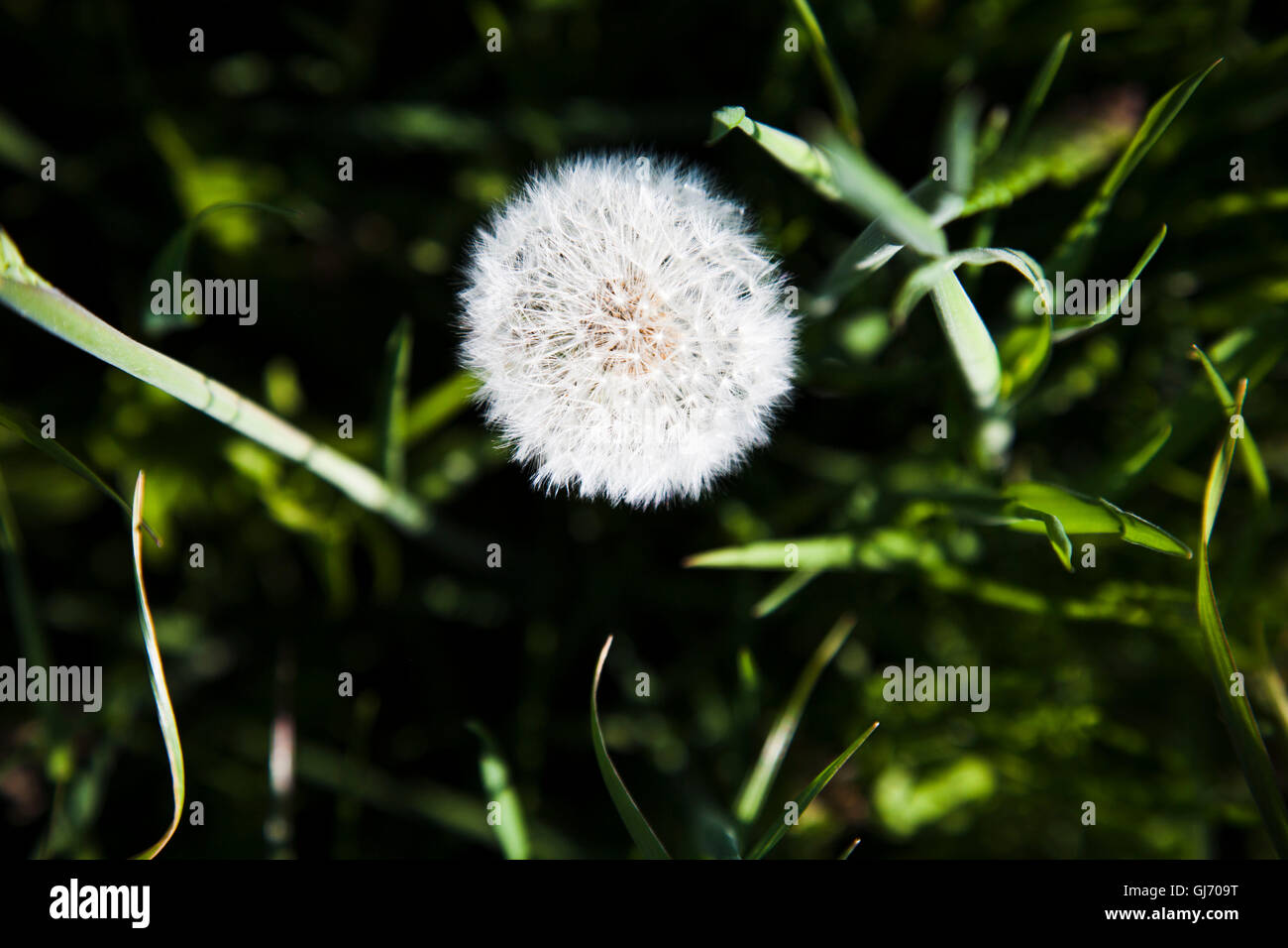 Dandelion, withered, blowball Stock Photo - Alamy