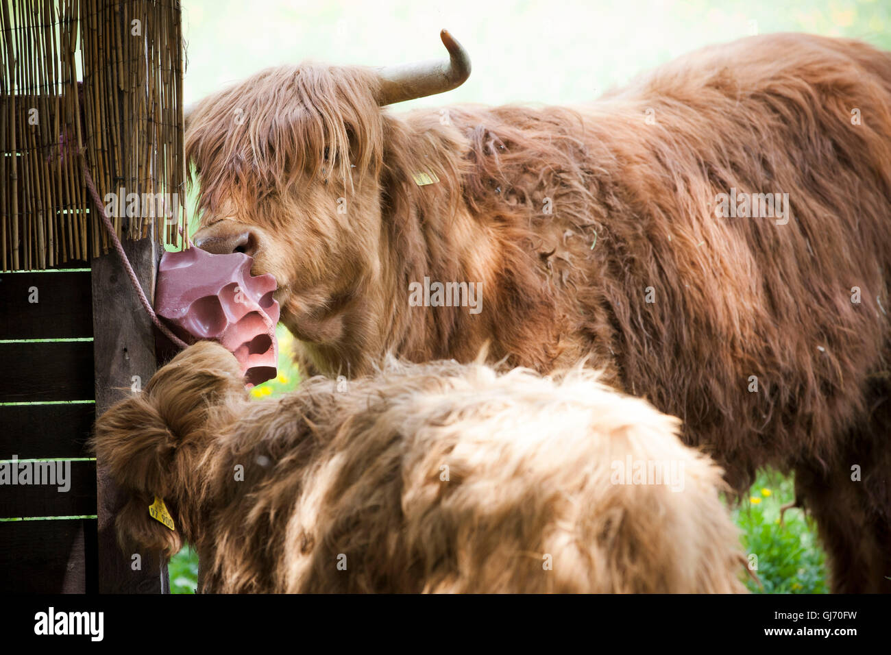 Highland cattles, mother cow and calf are licking on the salt lick ...
