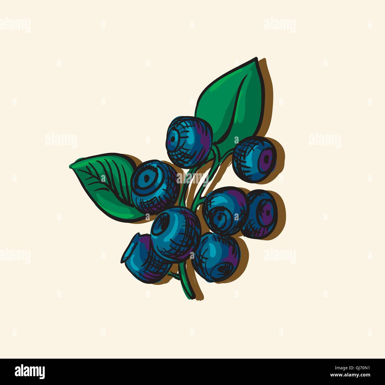 Vector illustration of blueberries Stock Vector Image & Art - Alamy