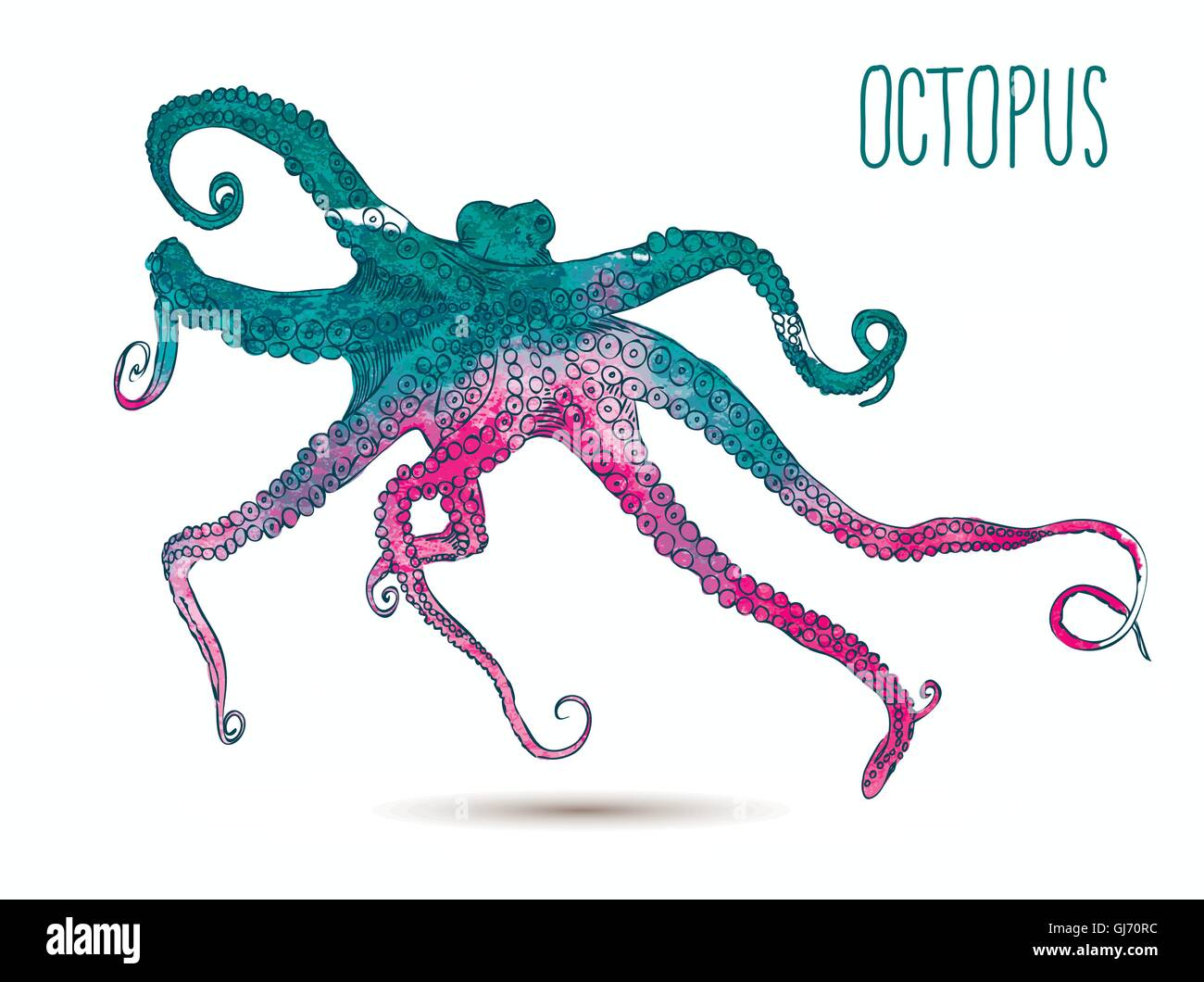 Vector illustration with octopus Stock Vector Image & Art - Alamy