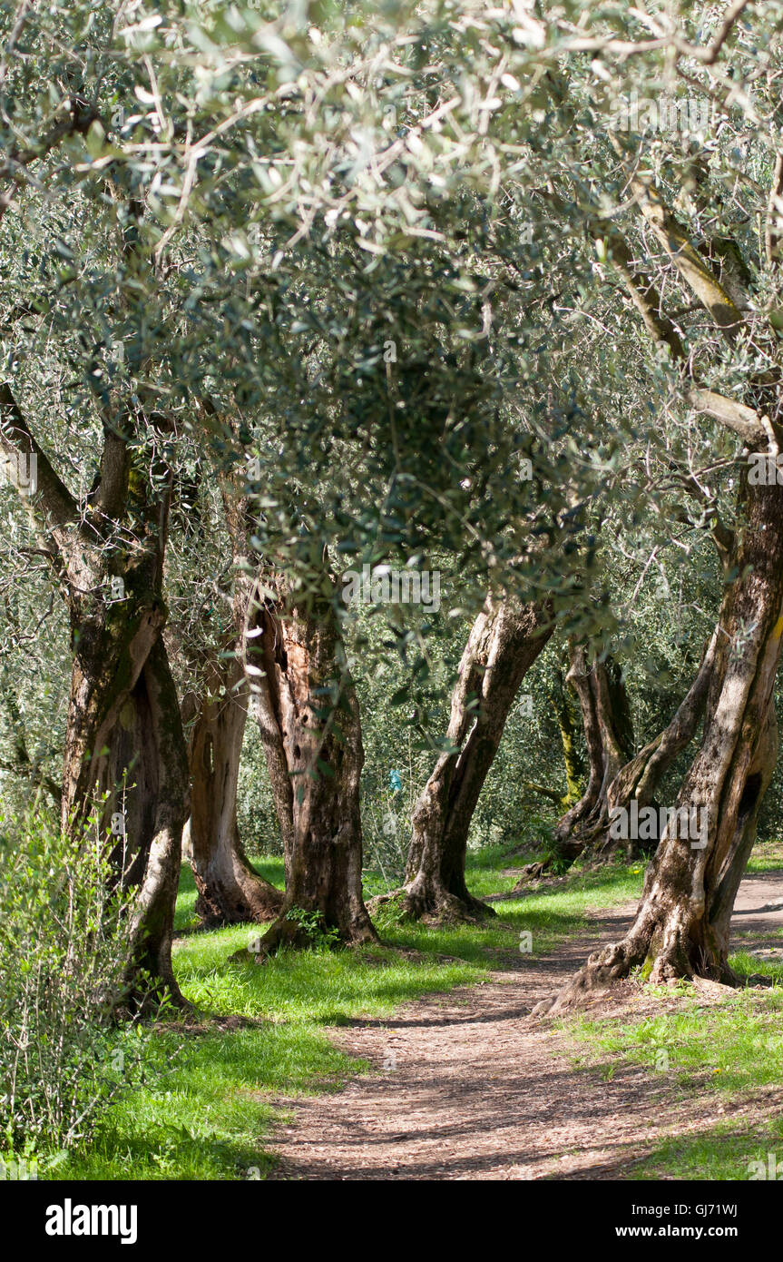 Olive trees with way in olive grove Stock Photo - Alamy