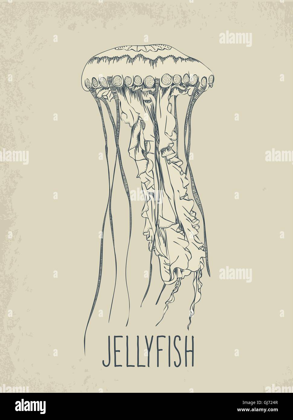 Hand drawn jellyfish. Vector illustration Stock Vector Image & Art - Alamy