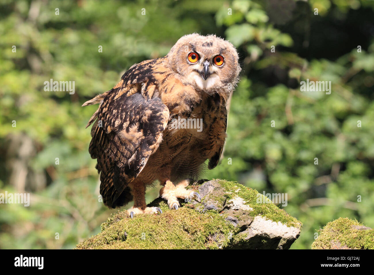 (Eurasian) eagle owl, bubo bubo Stock Photo - Alamy