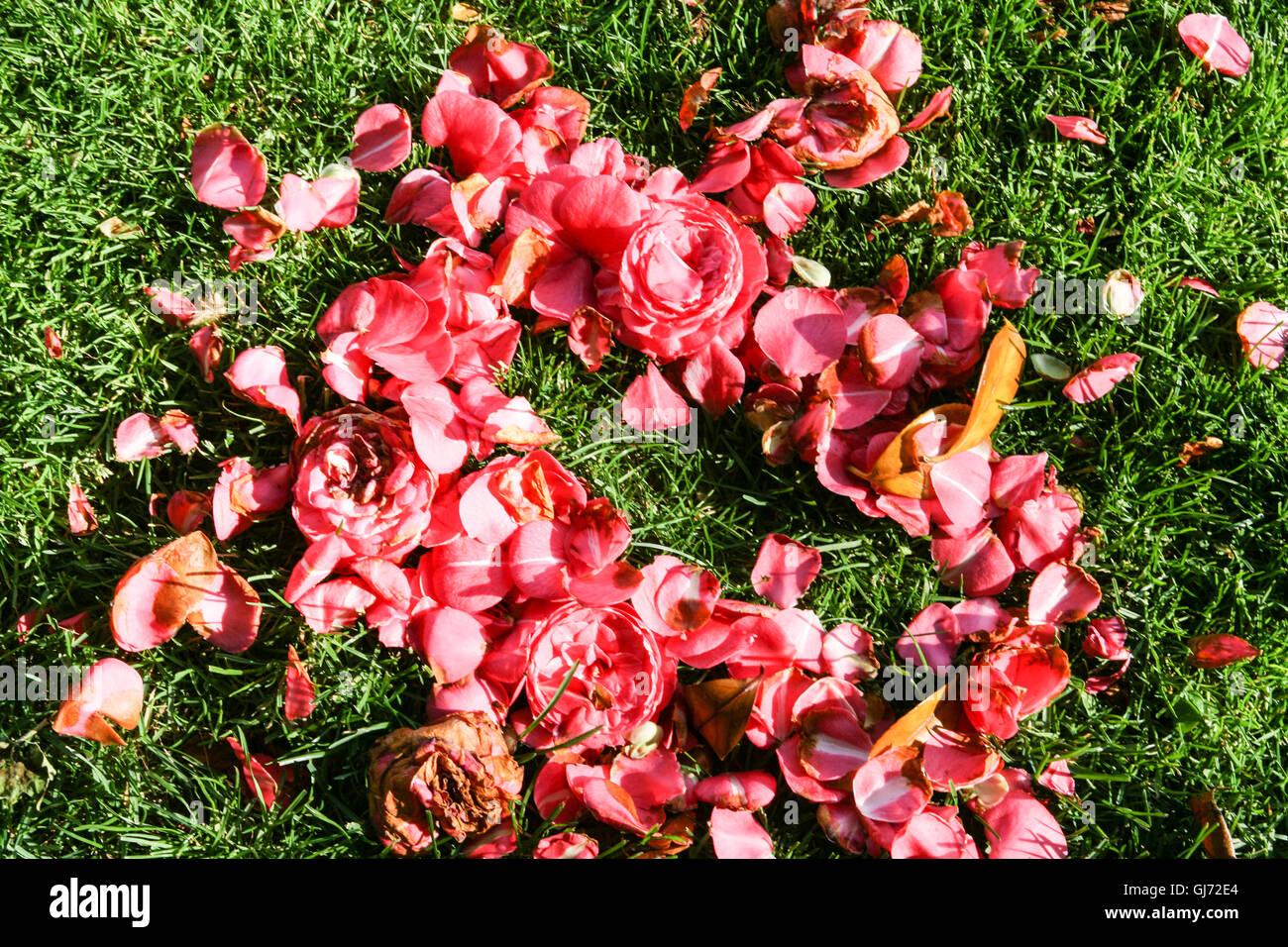End of Spring flowers,here in April, at Alameda Park in centre of ...