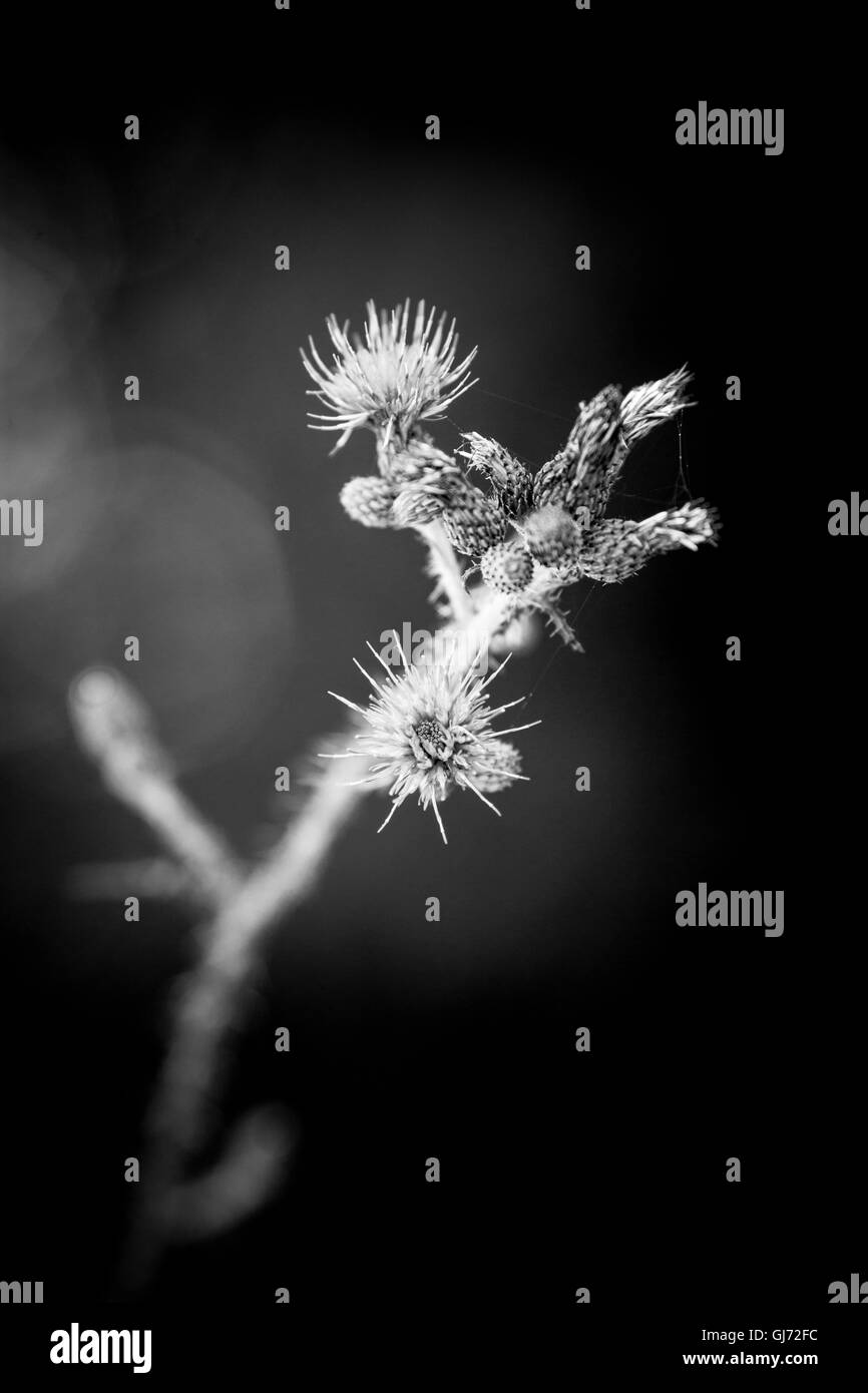 Thistle, boar thistle, Carduus acanthoides, bristle thistle Stock Photo ...