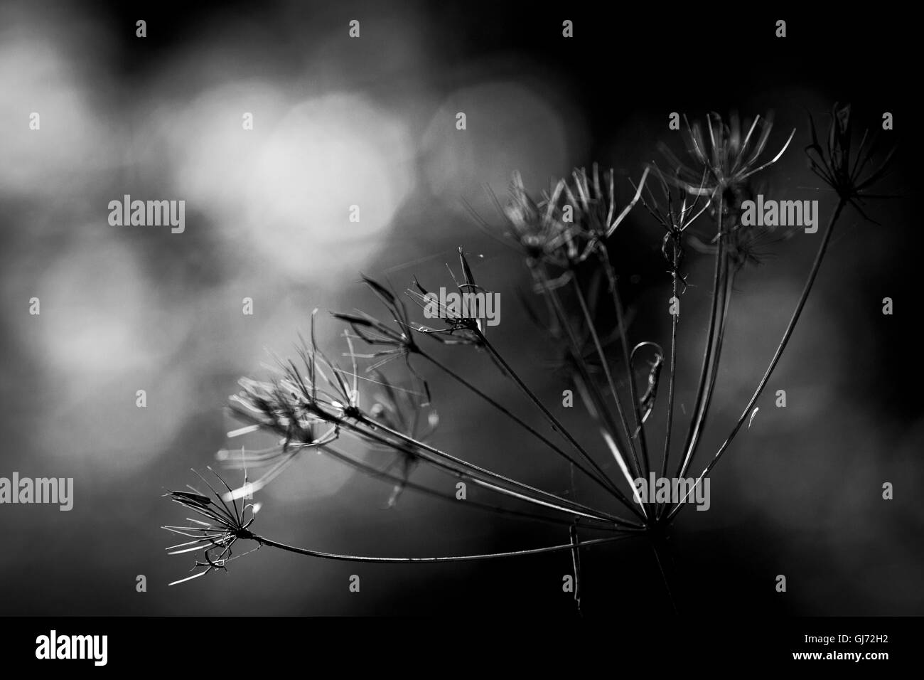 Hemlock Black and White Stock Photos & Images - Alamy