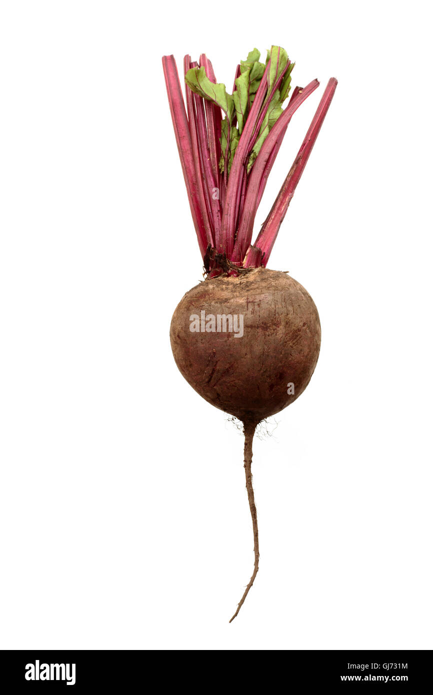 Beetroot on a white background Stock Photo - Alamy