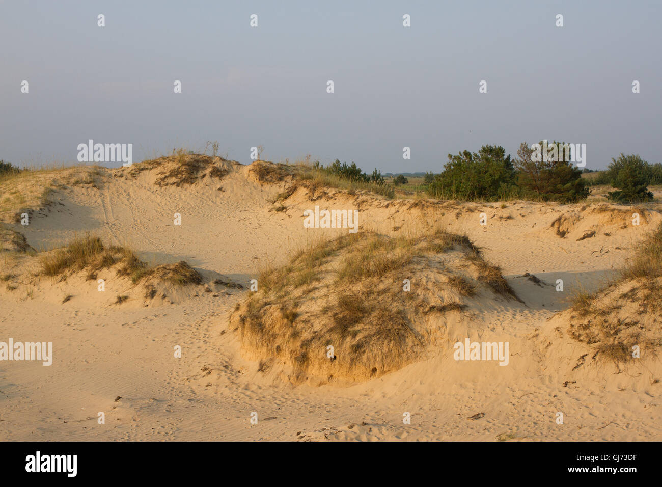 Sunset sand landscape, yellow desert, beach with pine tree and grass ...