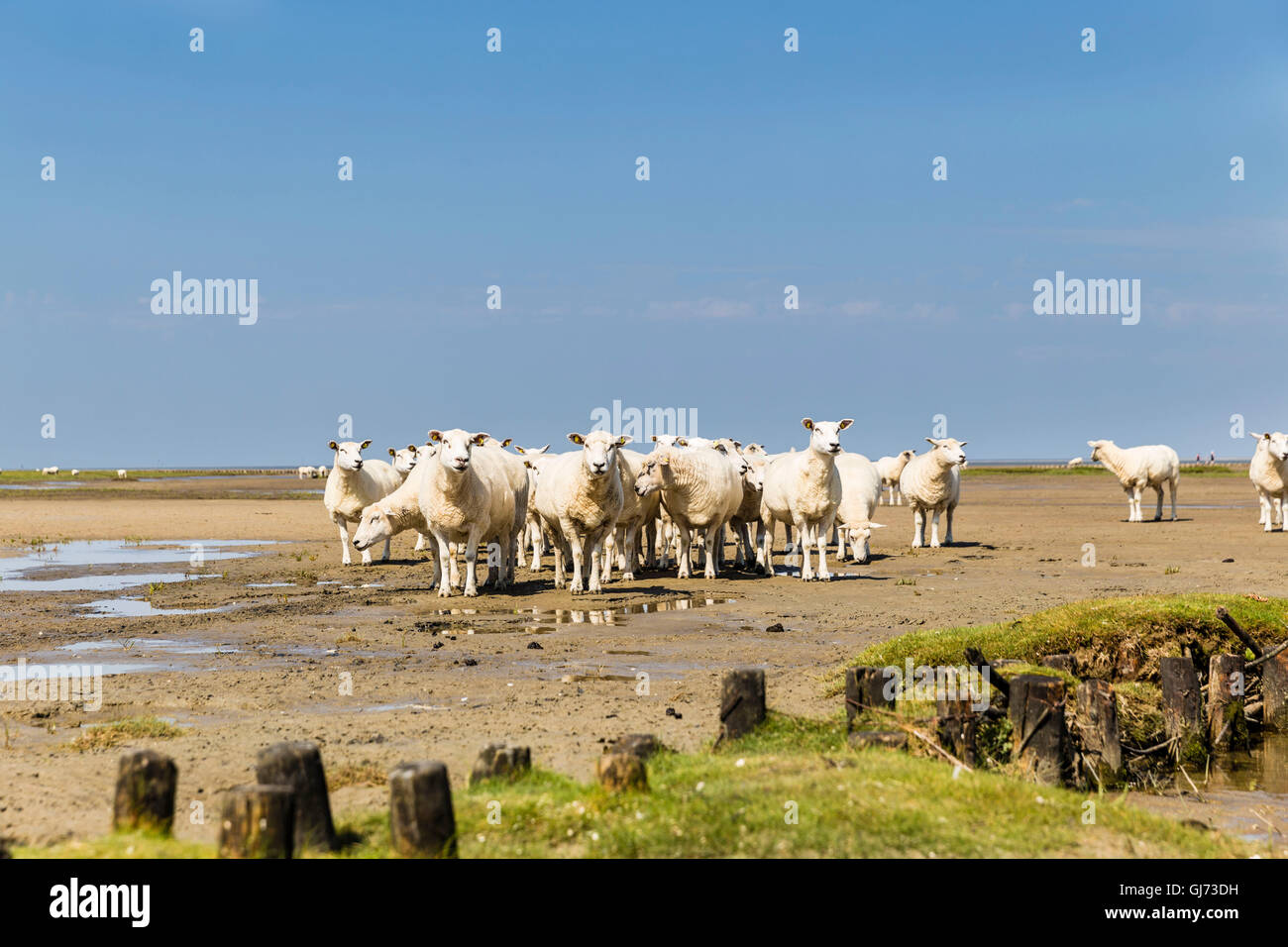 Flock of sheep at coast of the Northern Sea Stock Photo - Alamy