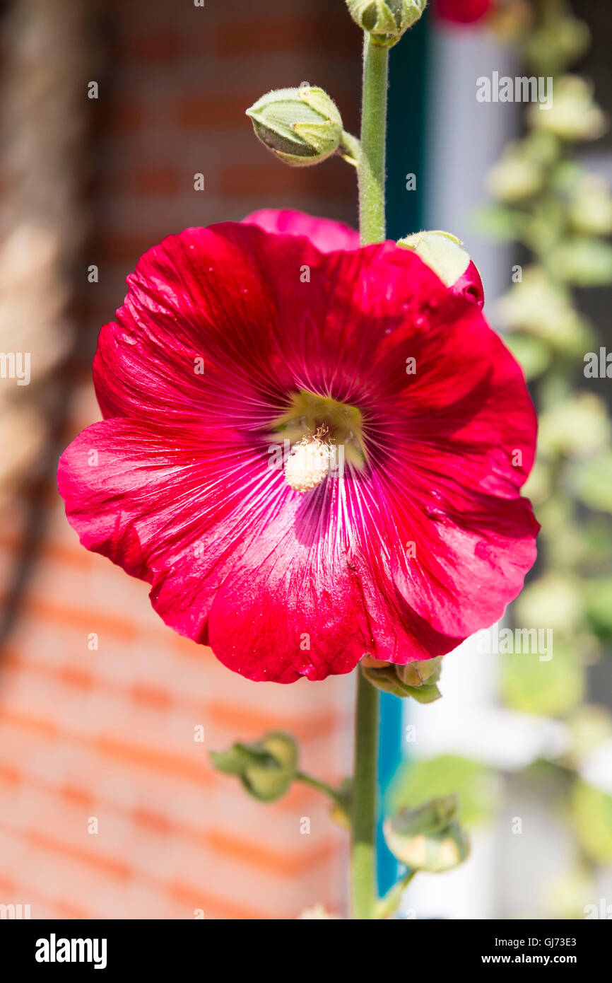Red flower, hollyhock, Alcea rosea Stock Photo - Alamy