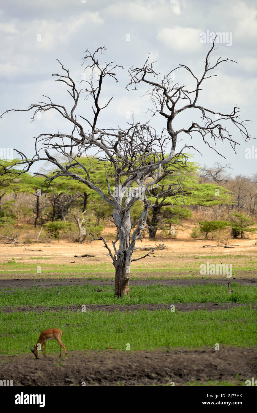 dead tree, grazing antelope, Selous Game Reserve, Tanzania Stock Photo ...