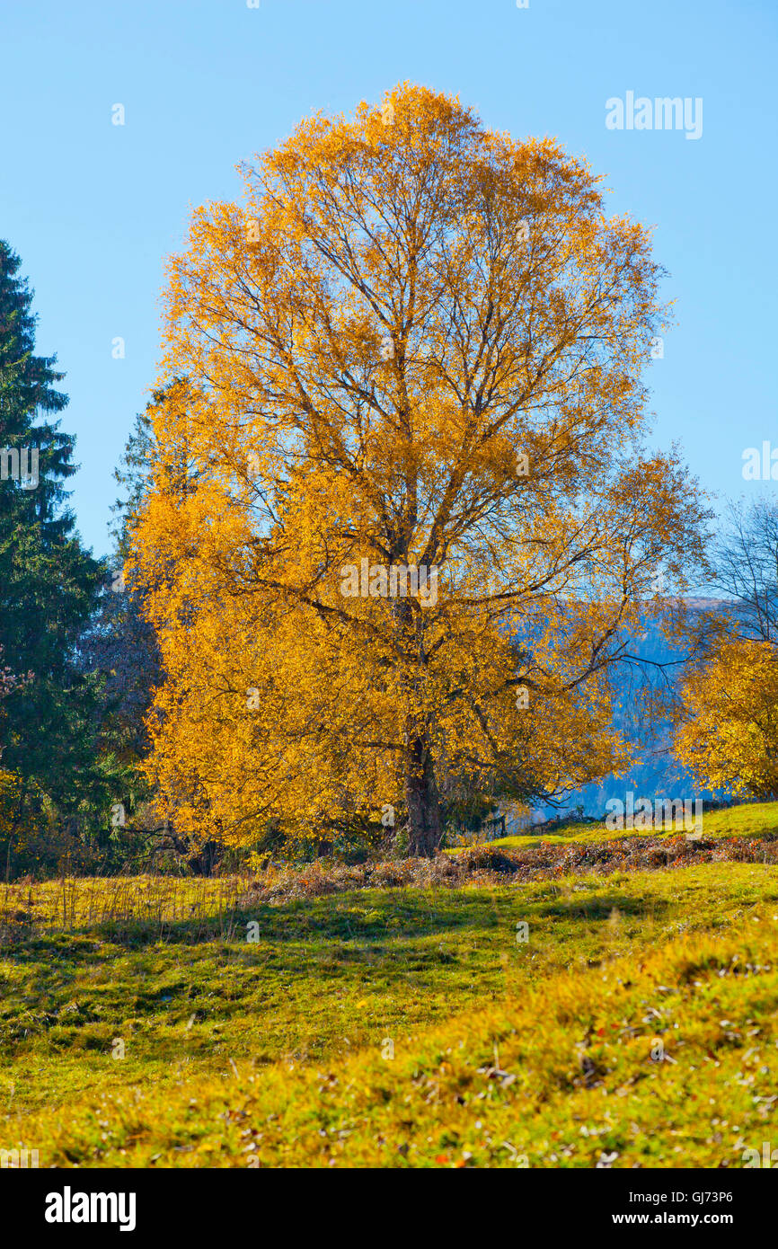 foliage tree in autumn Stock Photo - Alamy