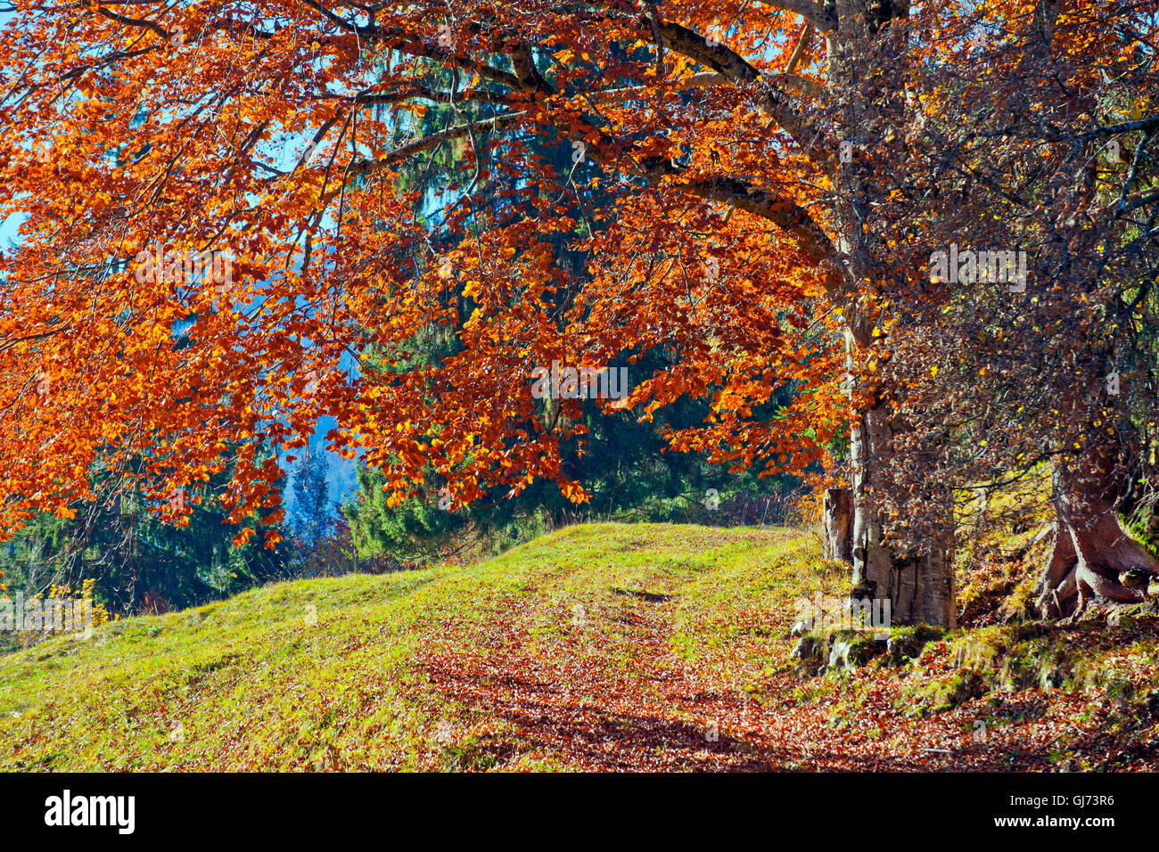 beech in autumn Stock Photo - Alamy