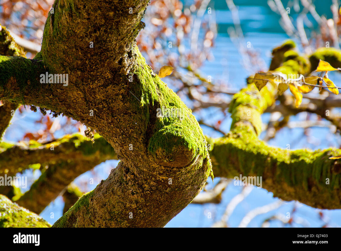 big moosy branch of a beech Stock Photo - Alamy