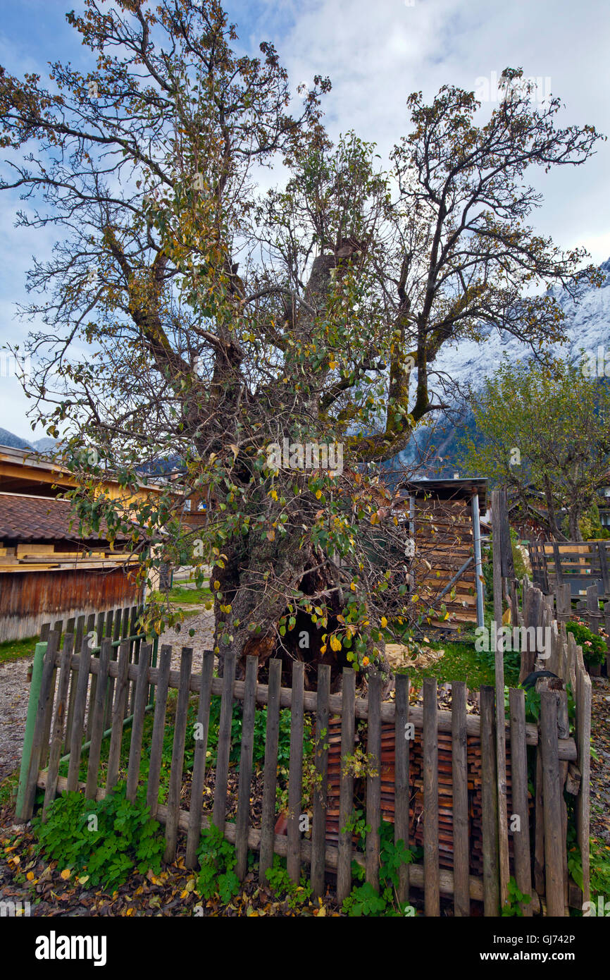 Ancient crust hi-res stock photography and images - Alamy